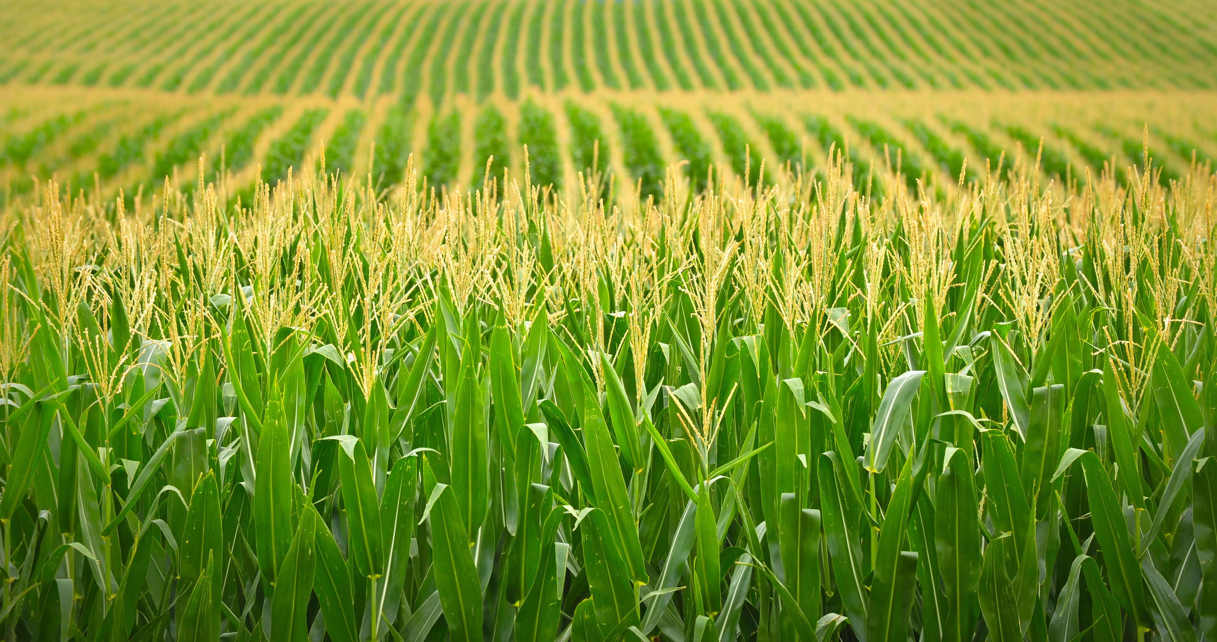 Row Crop Consulting Every Advantage Radionics Energy Healing Row Crop Consulting Every Advantage Radionics Energy Healing